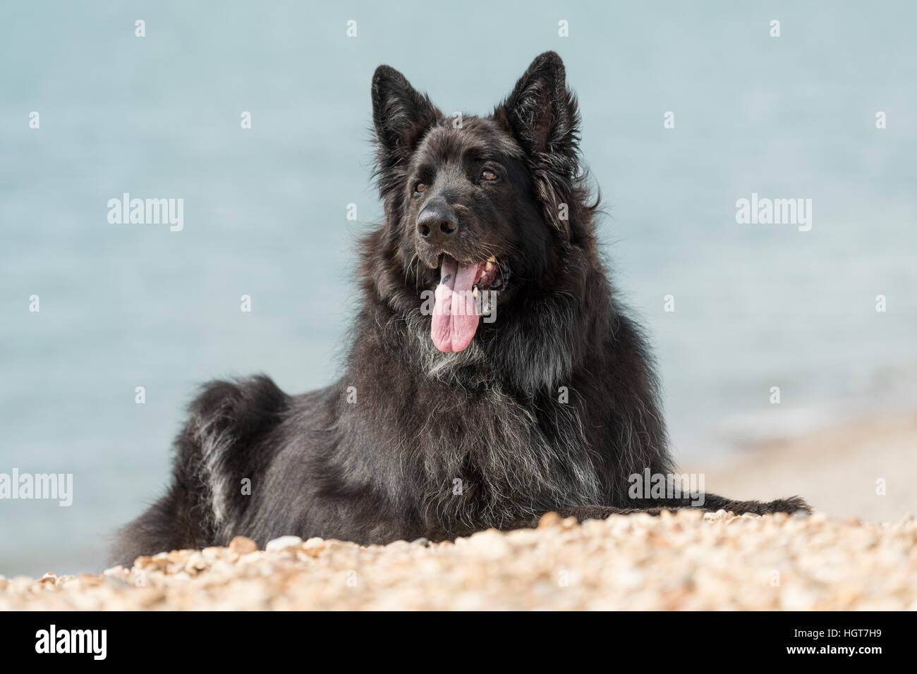Black german shepherd Banque de photographies et d’images à haute ...