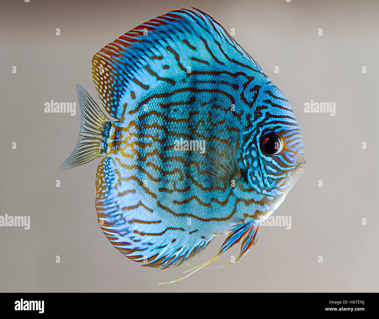 Discus fish eggs Banque de photographies et d’images à haute résolution ...