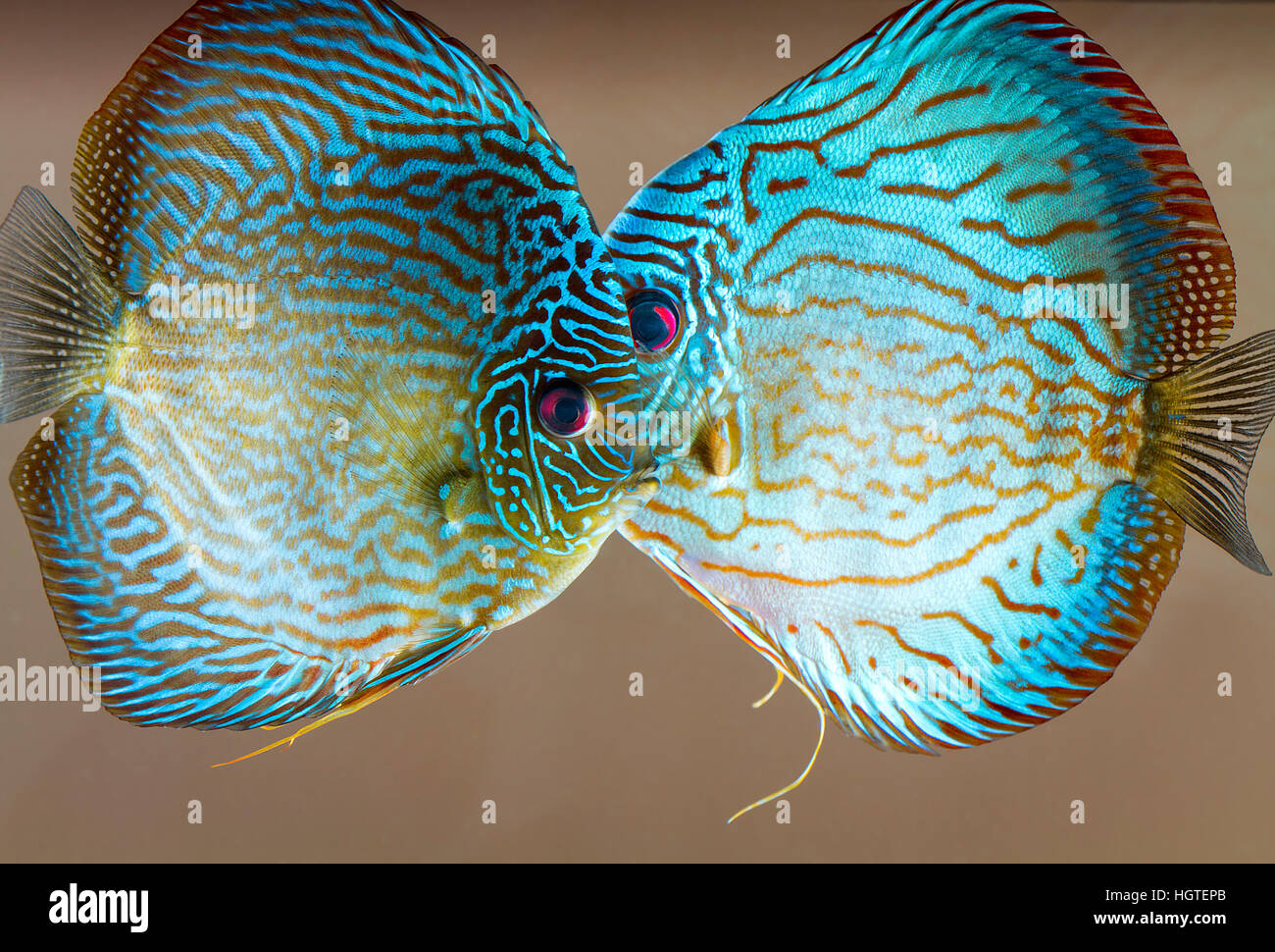 Discus fish eggs Banque de photographies et d’images à haute résolution ...