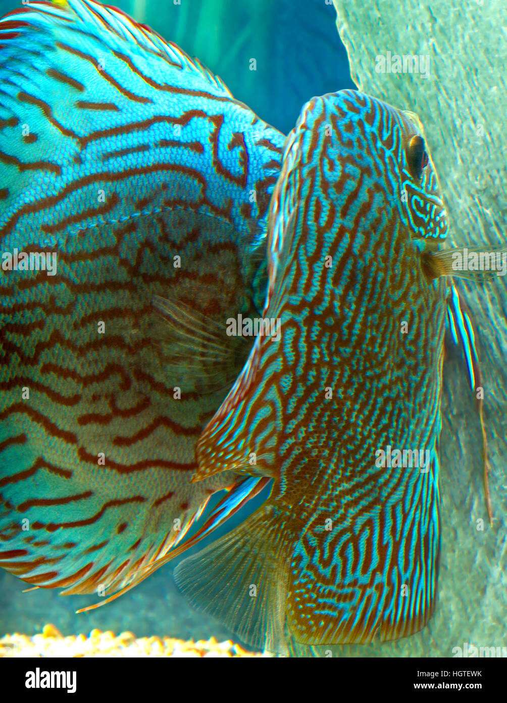 Discus fish eggs Banque de photographies et d’images à haute résolution ...