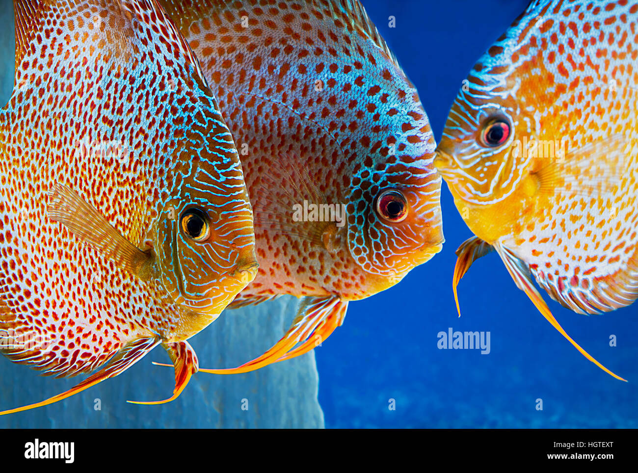 Discus symphysodon discus discus Banque de photographies et d’images à ...