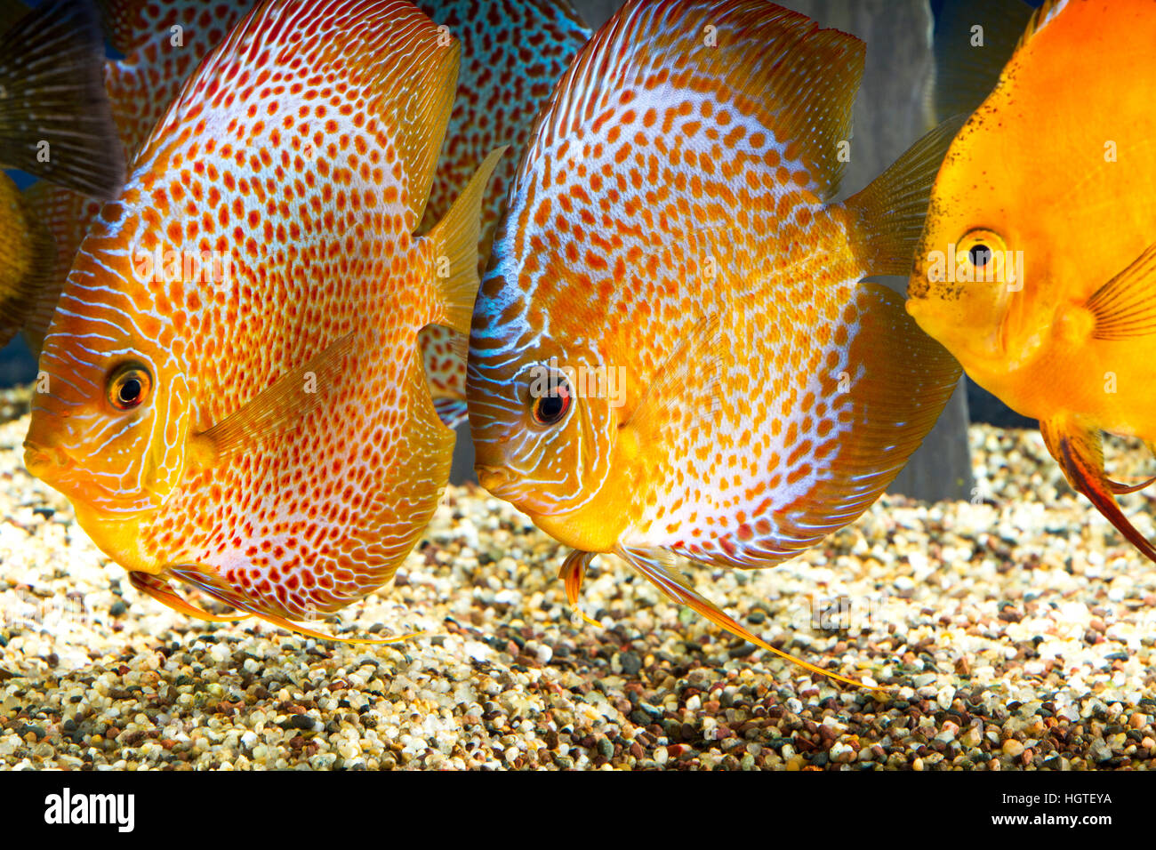 Discus Symphysodon Discus Discus Banque d'image et photos - Page 2 - Alamy