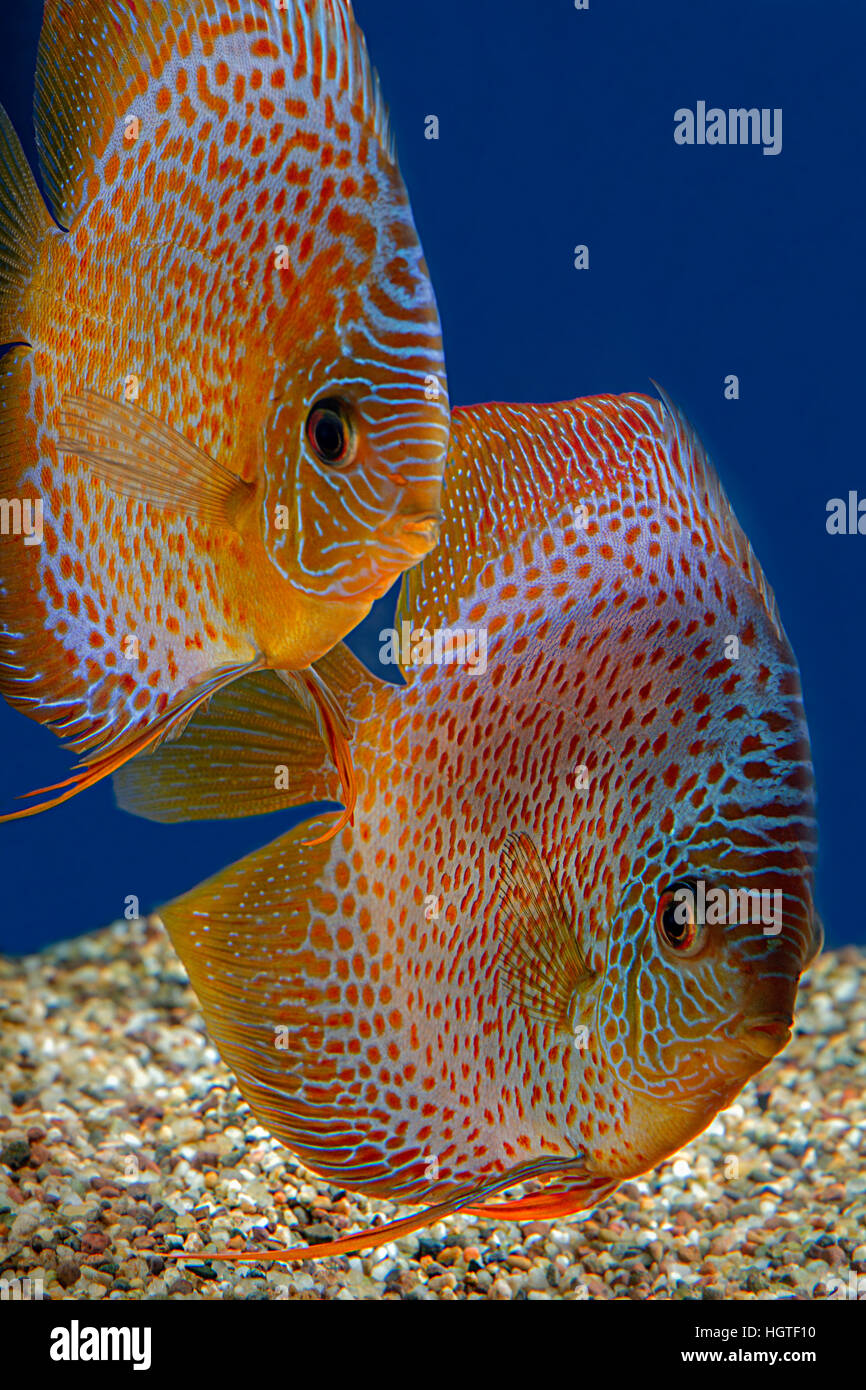 Discus fish eggs Banque de photographies et d’images à haute résolution ...