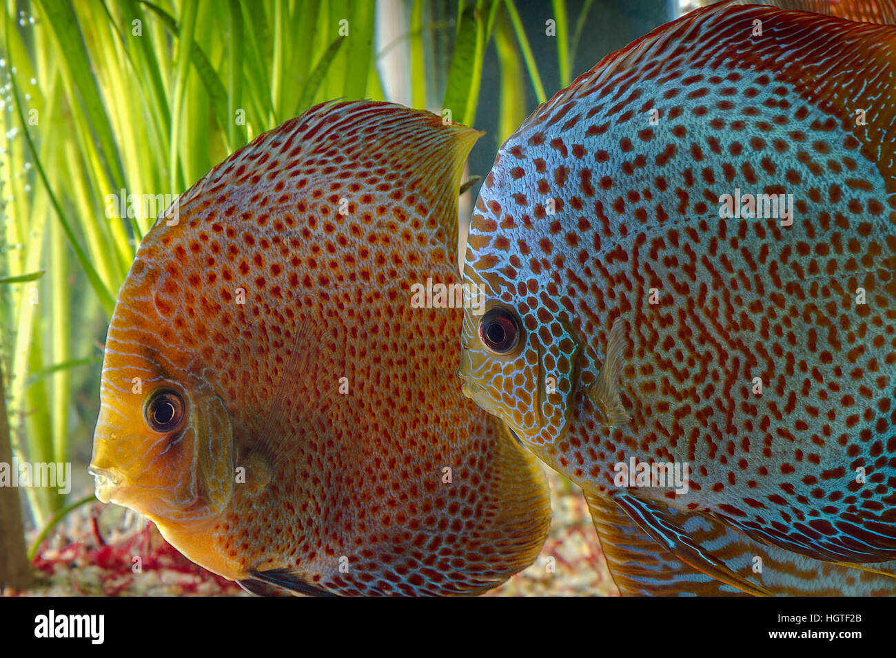 Discus Symphysodon Discus Discus Banque d'image et photos - Alamy