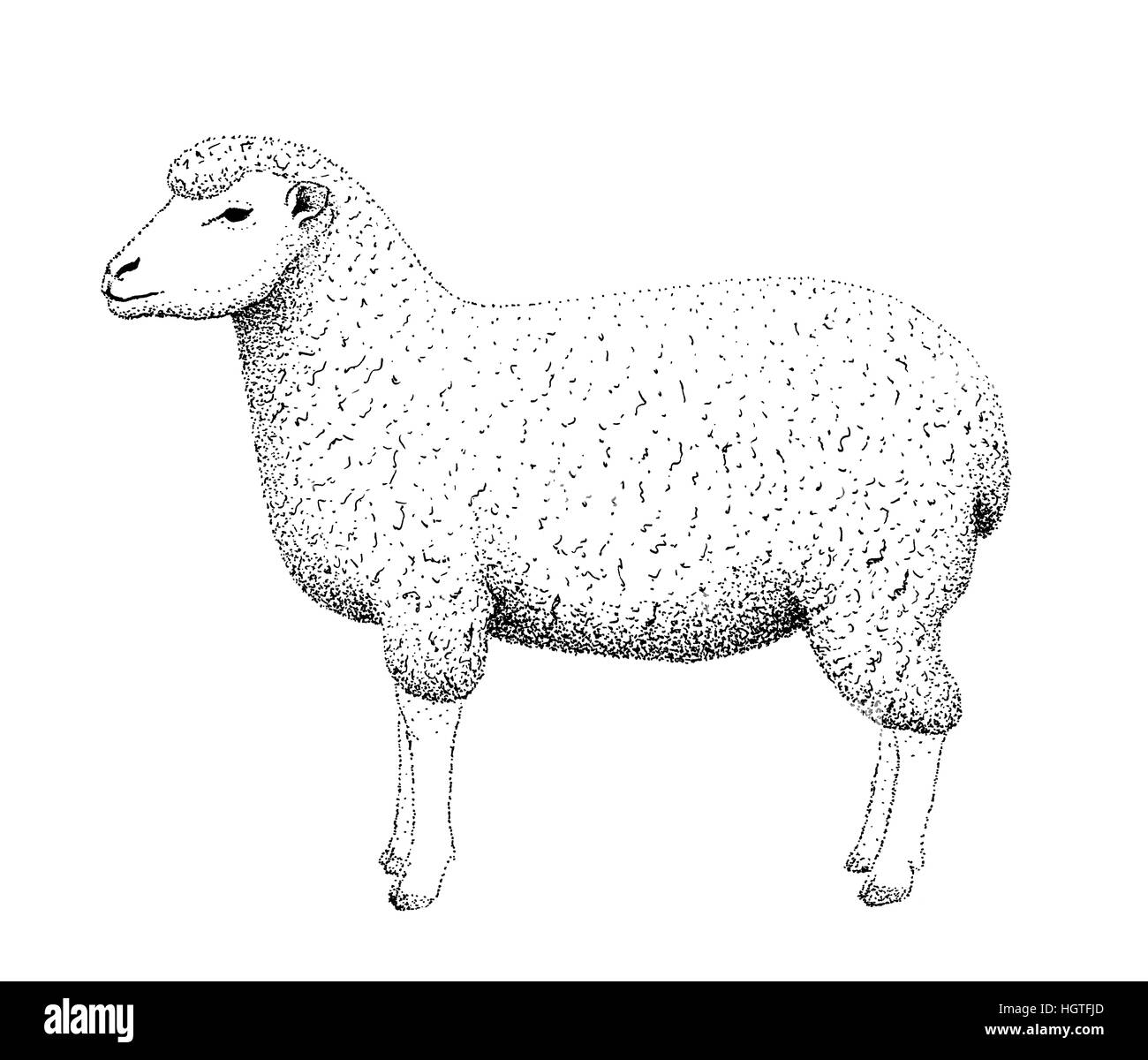 Illustration Brebis Banque d'image et photos - Alamy