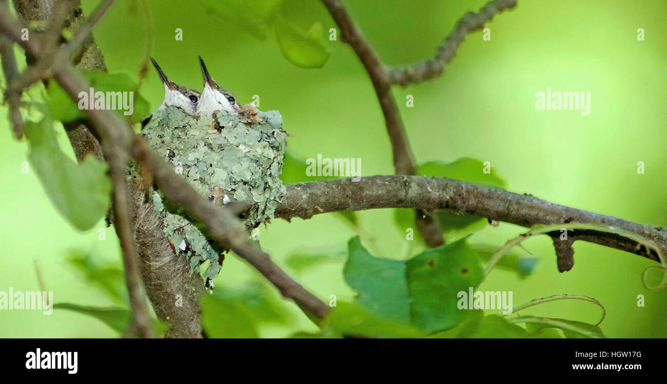 Colibri dans le nid Banque de photographies et d’images à haute ...