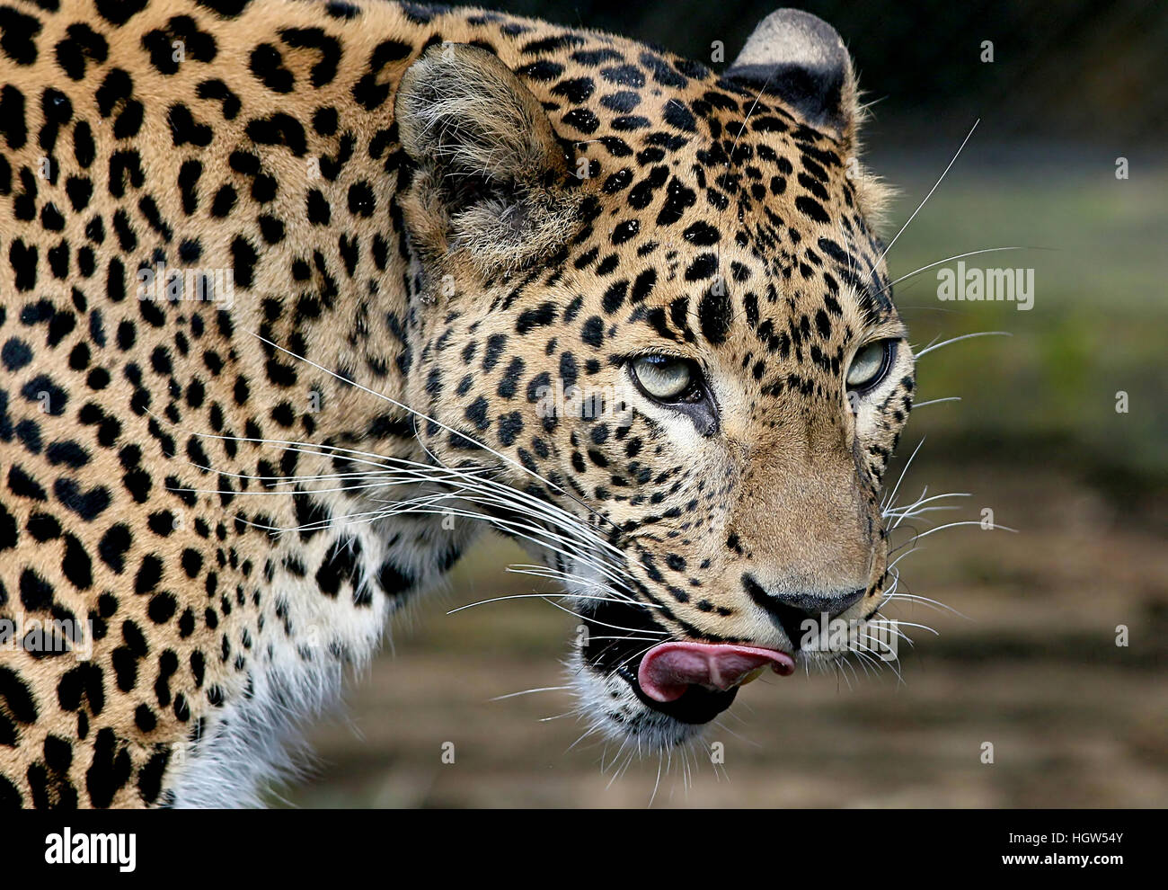 Panthera pardus kotiya Banque de photographies et d’images à haute ...