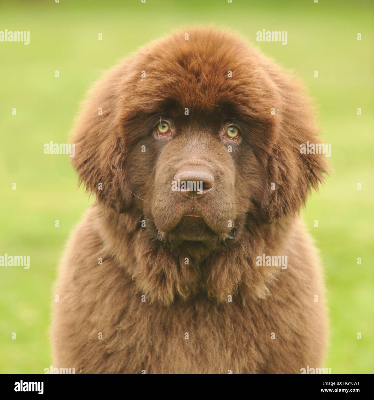 Chien terre neuve brun Banque de photographies et d’images à haute ...