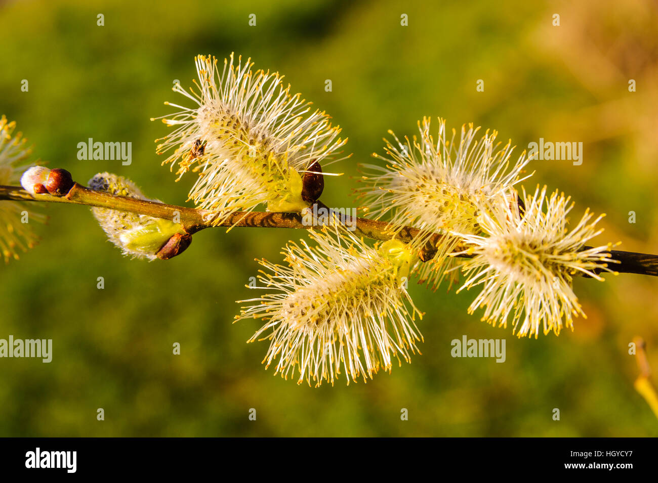 Chatons de saule uk Banque de photographies et d’images à haute ...