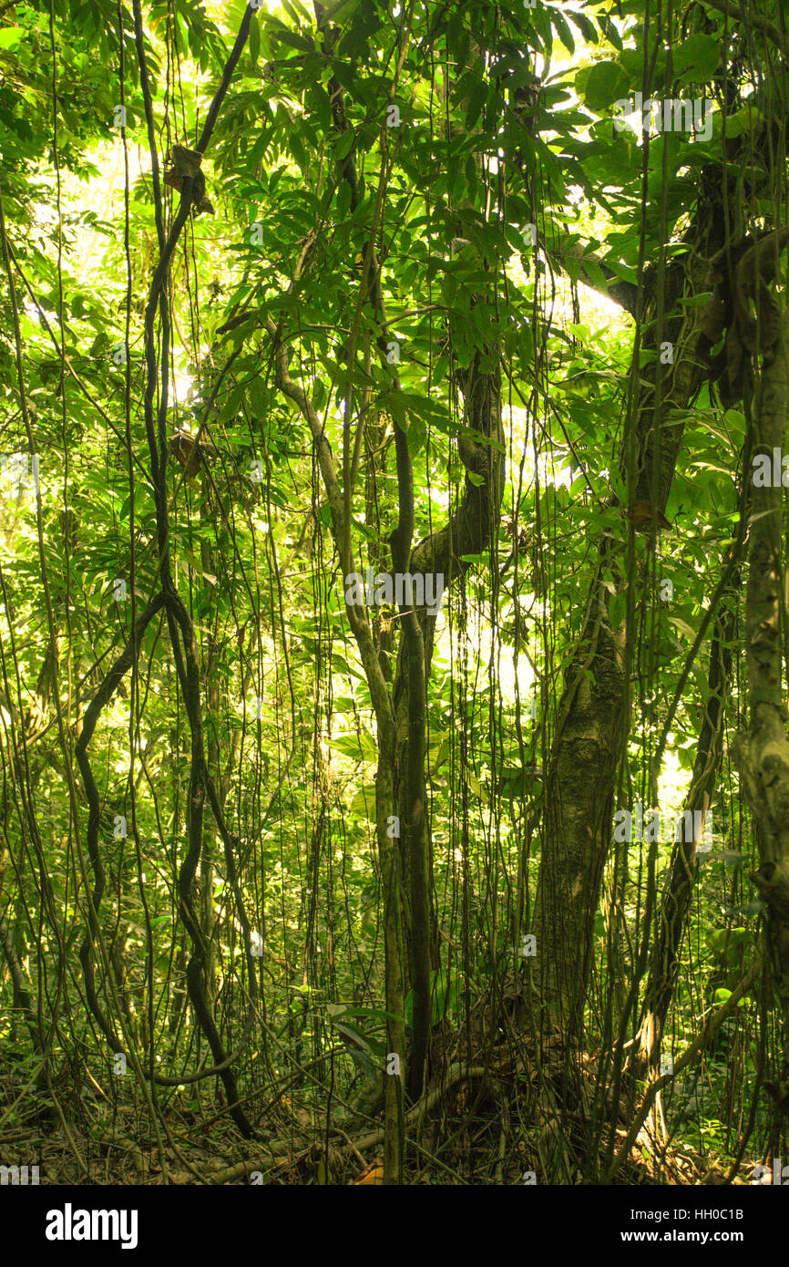 Une nature magnifique image de fond d'un écrin de verdure sur les ...