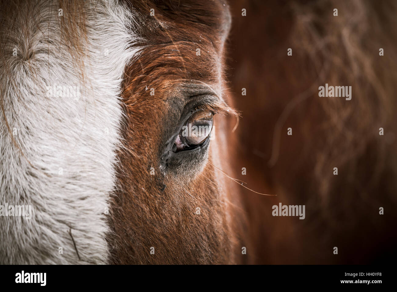 Horse face closeup Banque de photographies et d’images à haute ...