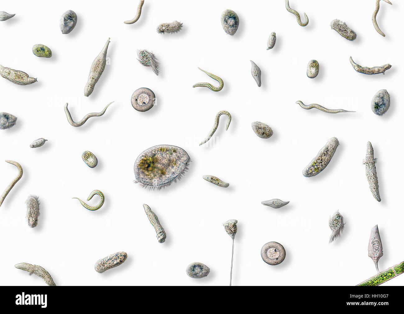 Micro Organisme Banque d'image et photos - Alamy