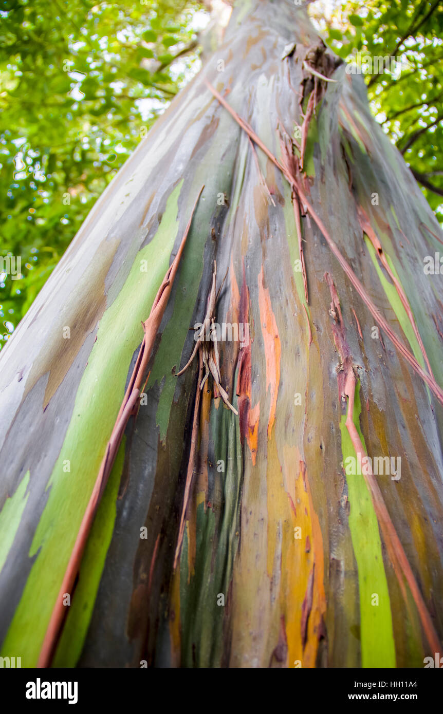 Rainbow eucalyptus tree Banque de photographies et d’images à haute ...