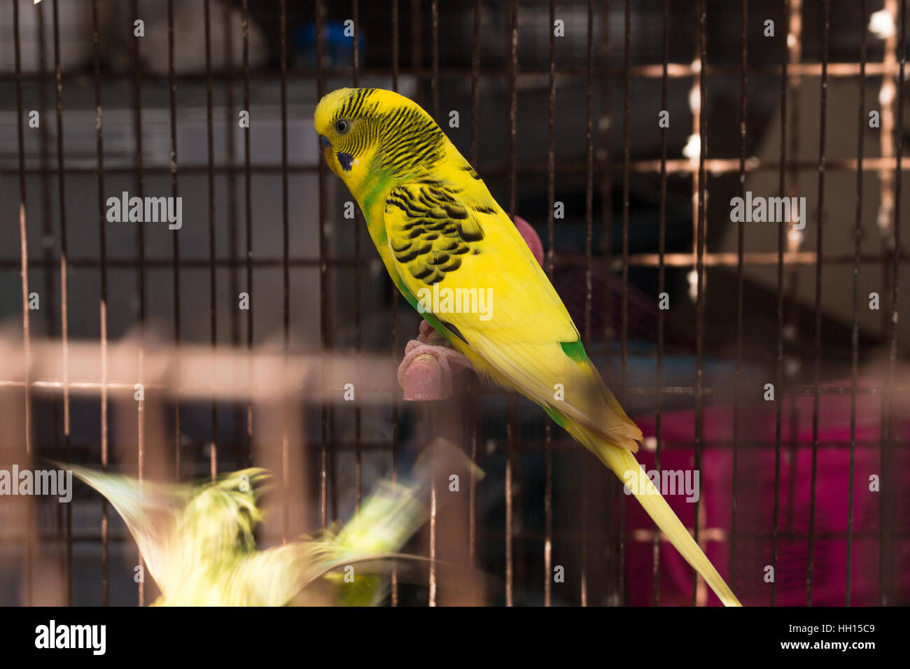 Perruche ondulée, Perruche jaune oiseaux dans la cage Photo Stock - Alamy