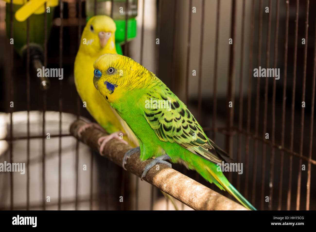 Perruche ondulée jaune en cage Banque de photographies et d’images à ...