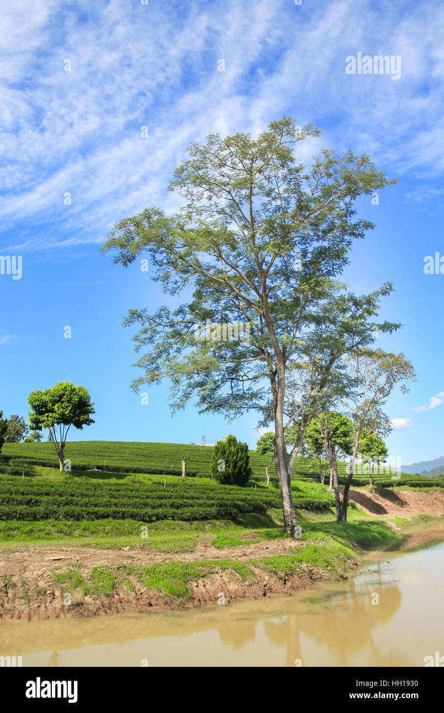 Bel arbre Banque de photographies et d’images à haute résolution - Alamy