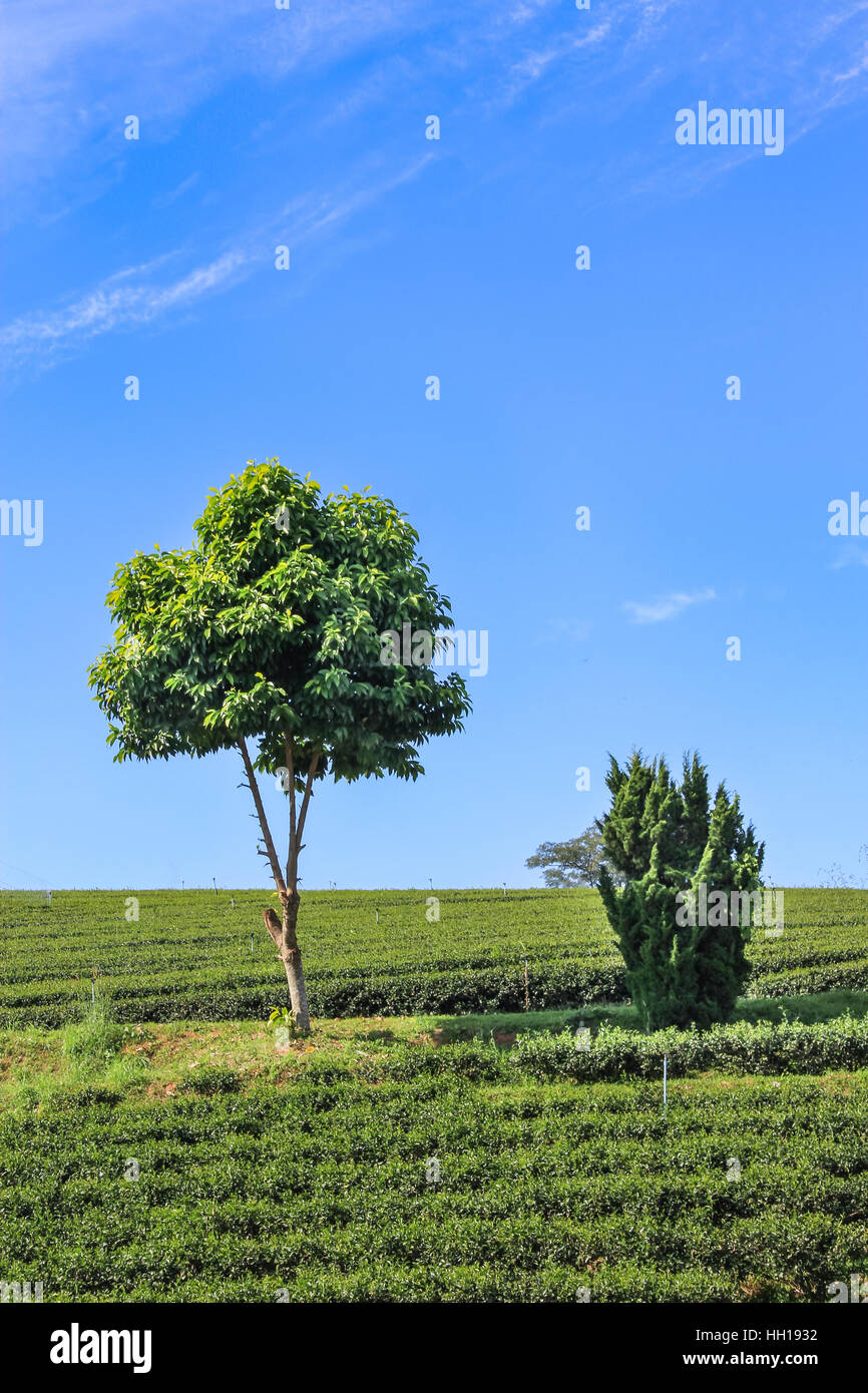Bel arbre Banque de photographies et d’images à haute résolution - Alamy