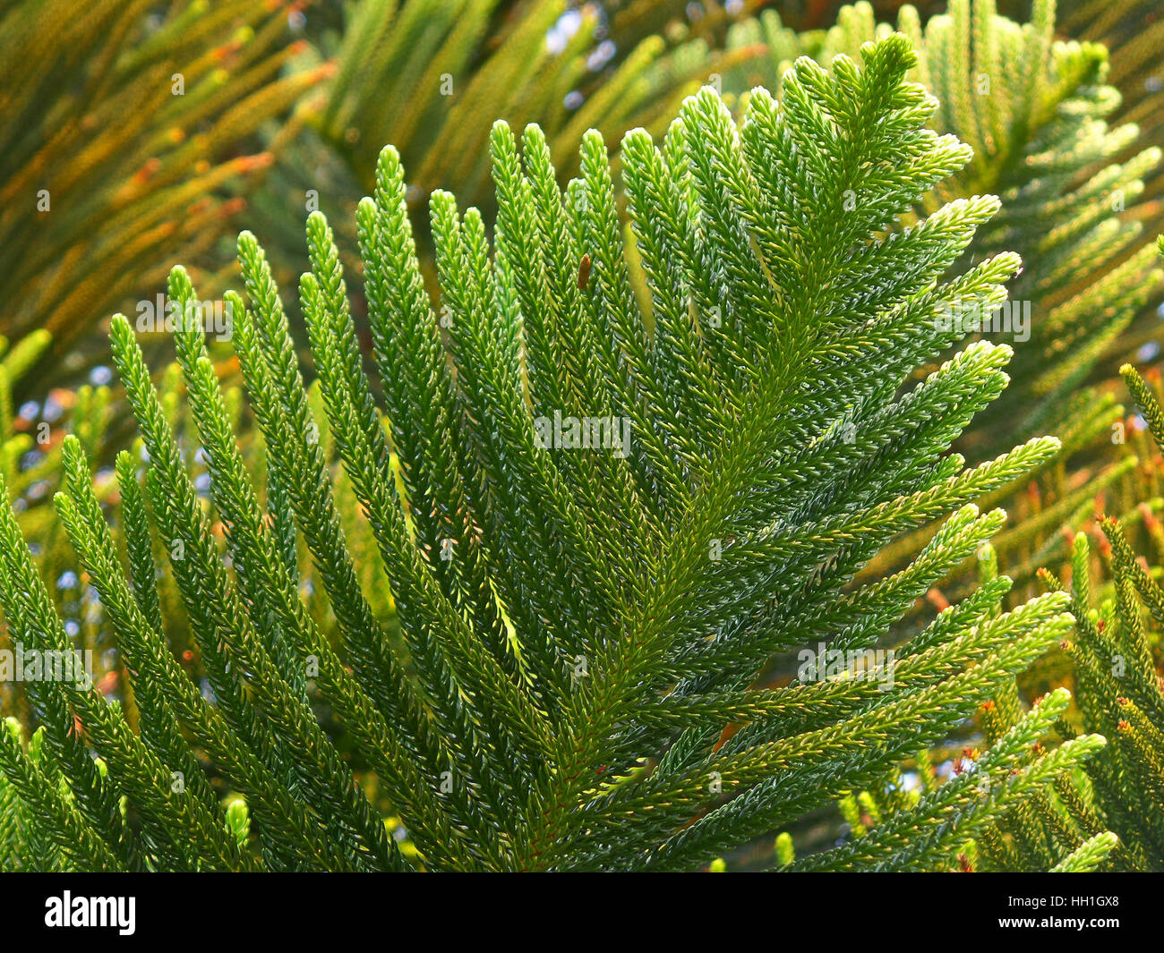 Columnar araucaria Banque de photographies et d’images à haute ...