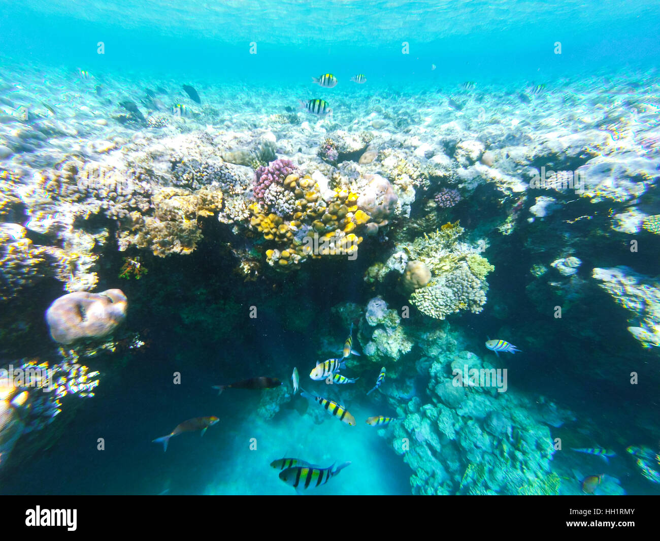 Corail et poisson dans la mer rouge egypte Banque de photographies et d ...