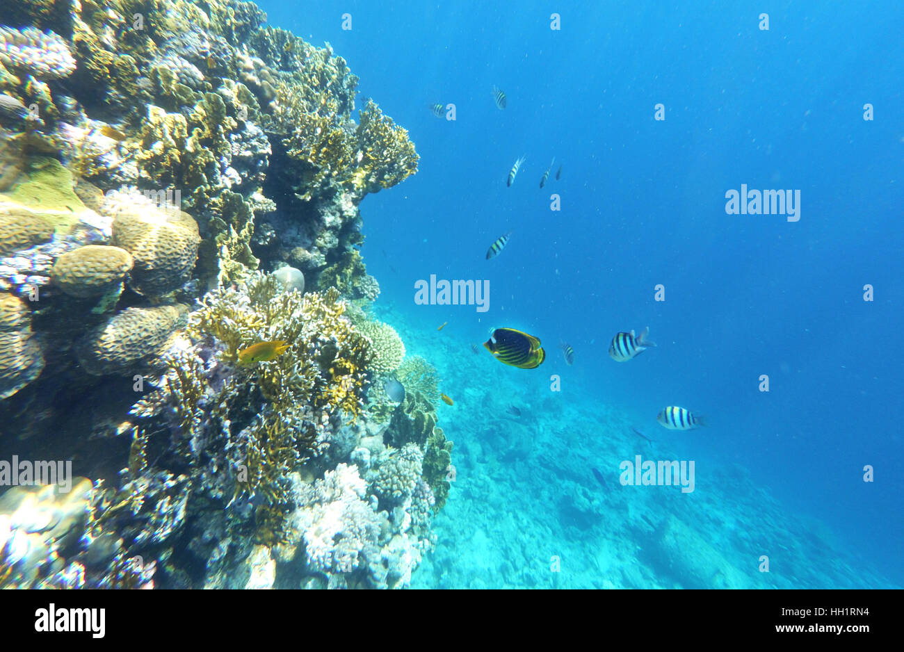 Chirurgien de coraux et de poissons en mer rouge, egypte Banque de ...