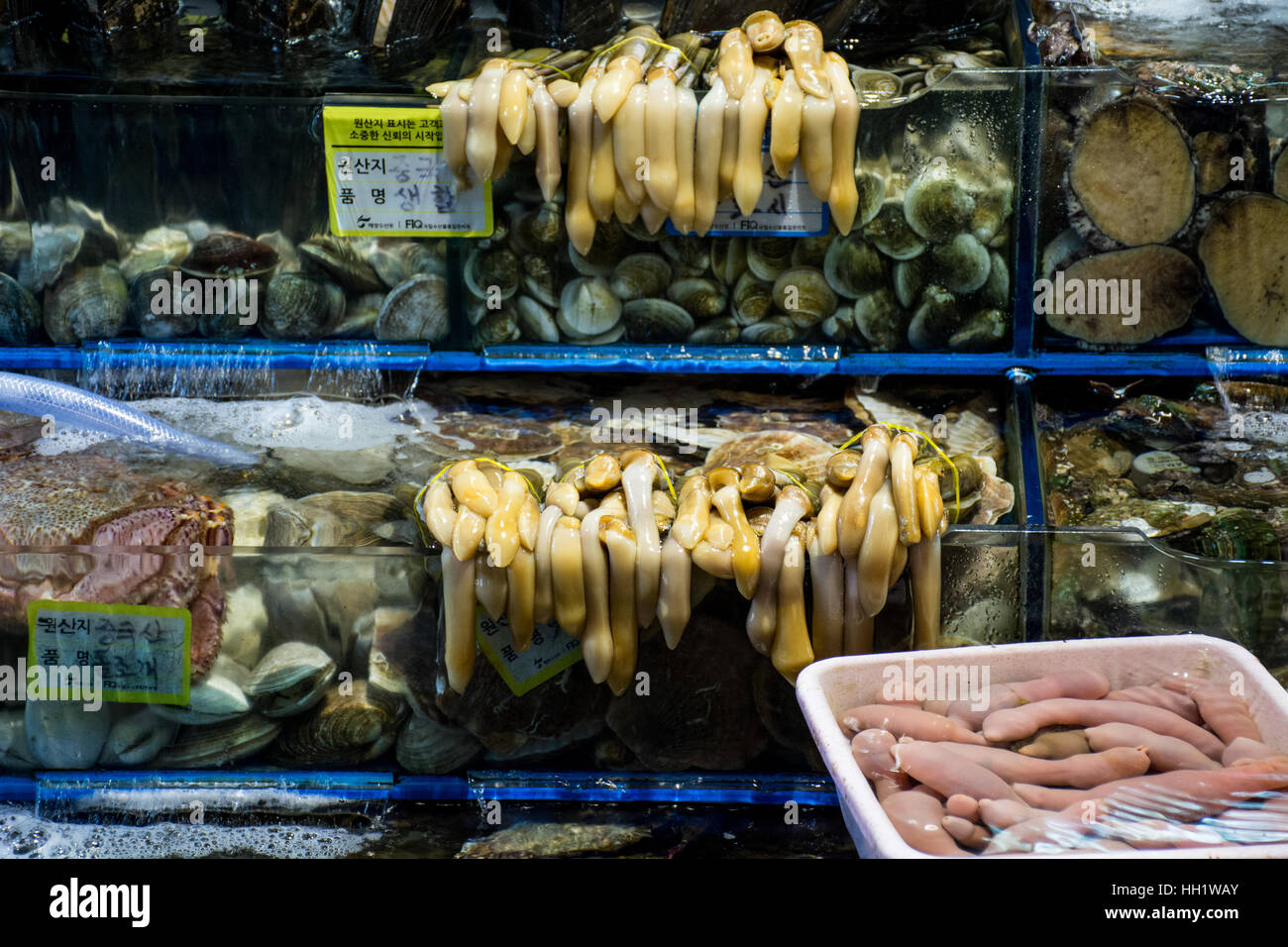 Gooey duck Banque de photographies et d’images à haute résolution - Alamy