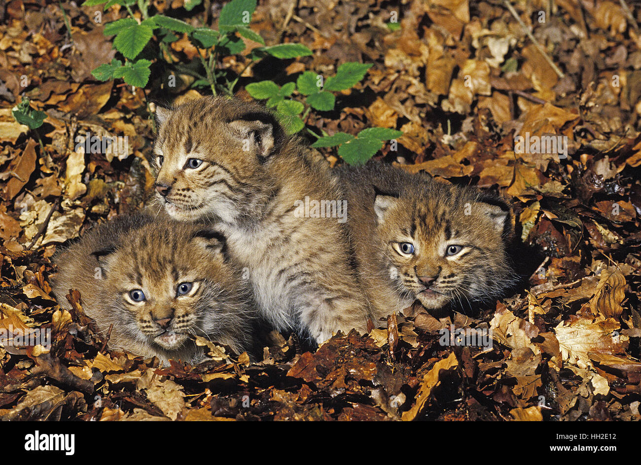 Felis lynx Banque de photographies et d’images à haute résolution - Alamy