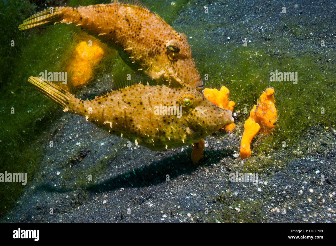 Strap weed file fish pseudomonacanthus macrurus Banque de photographies ...