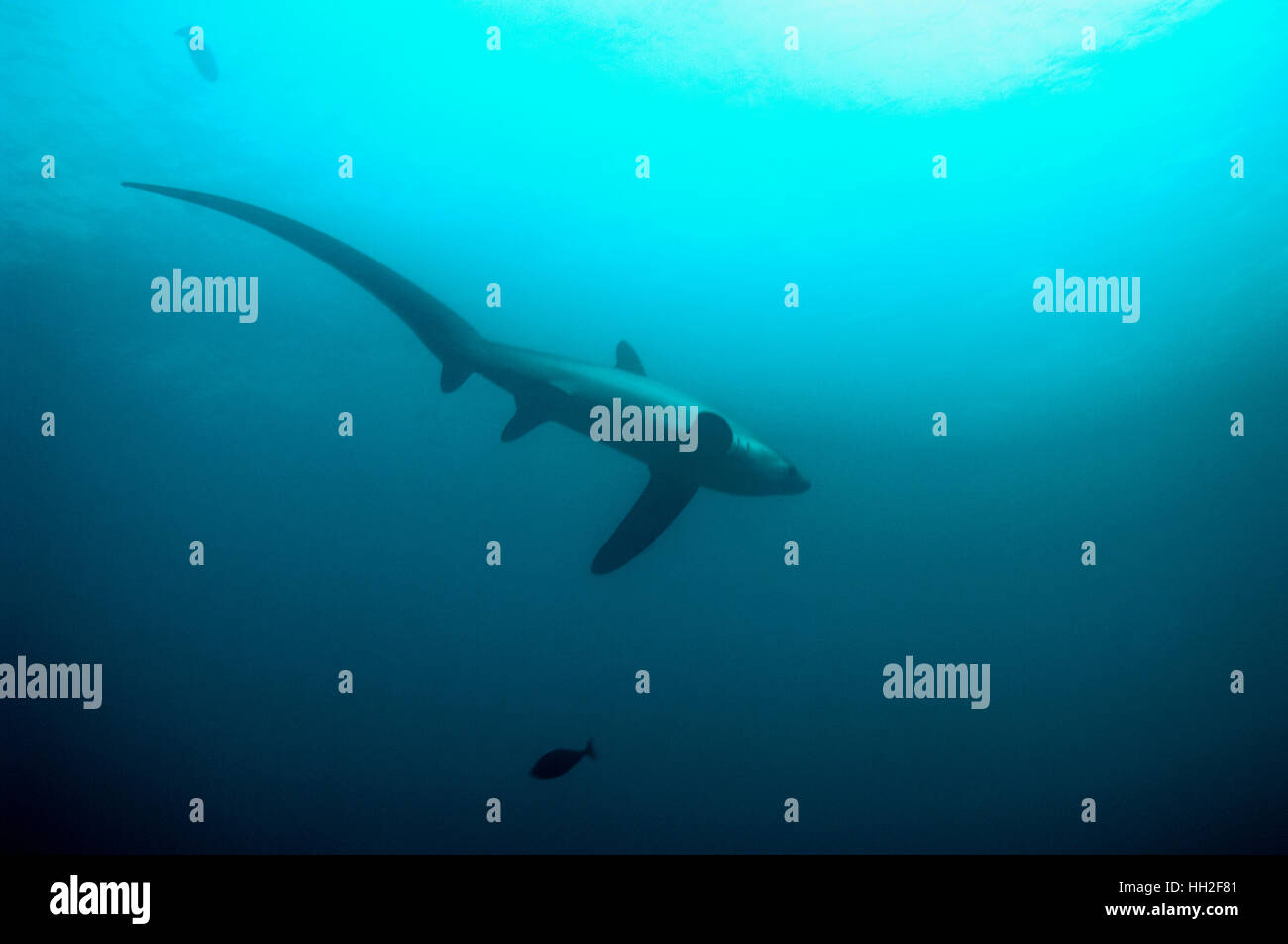 Whiptail shark Banque de photographies et d’images à haute résolution ...