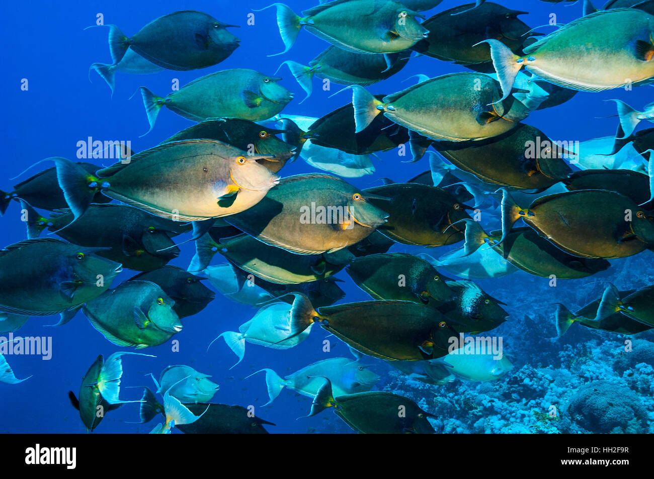 Poisson licorne à nez court Banque de photographies et d’images à haute ...