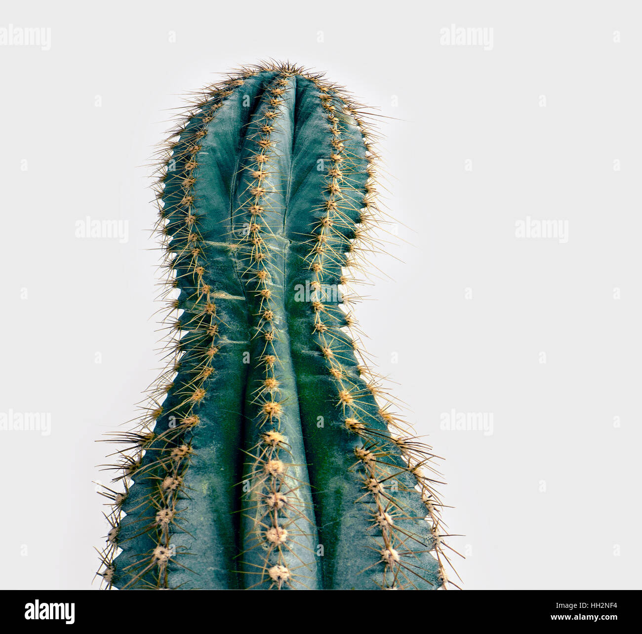Fat cactus Banque de photographies et d’images à haute résolution - Alamy