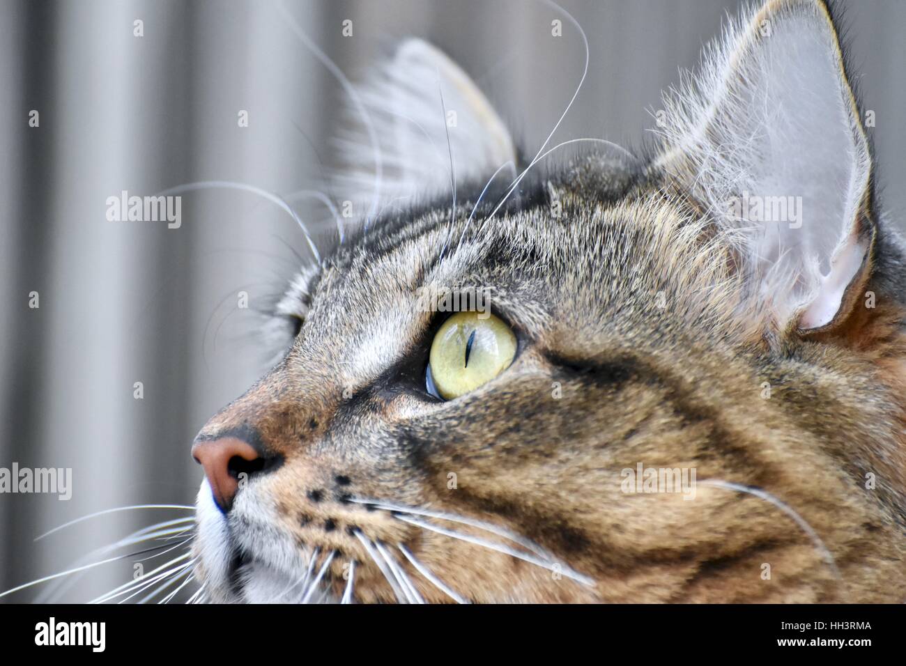 Chat portrait Banque de photographies et d’images à haute résolution ...