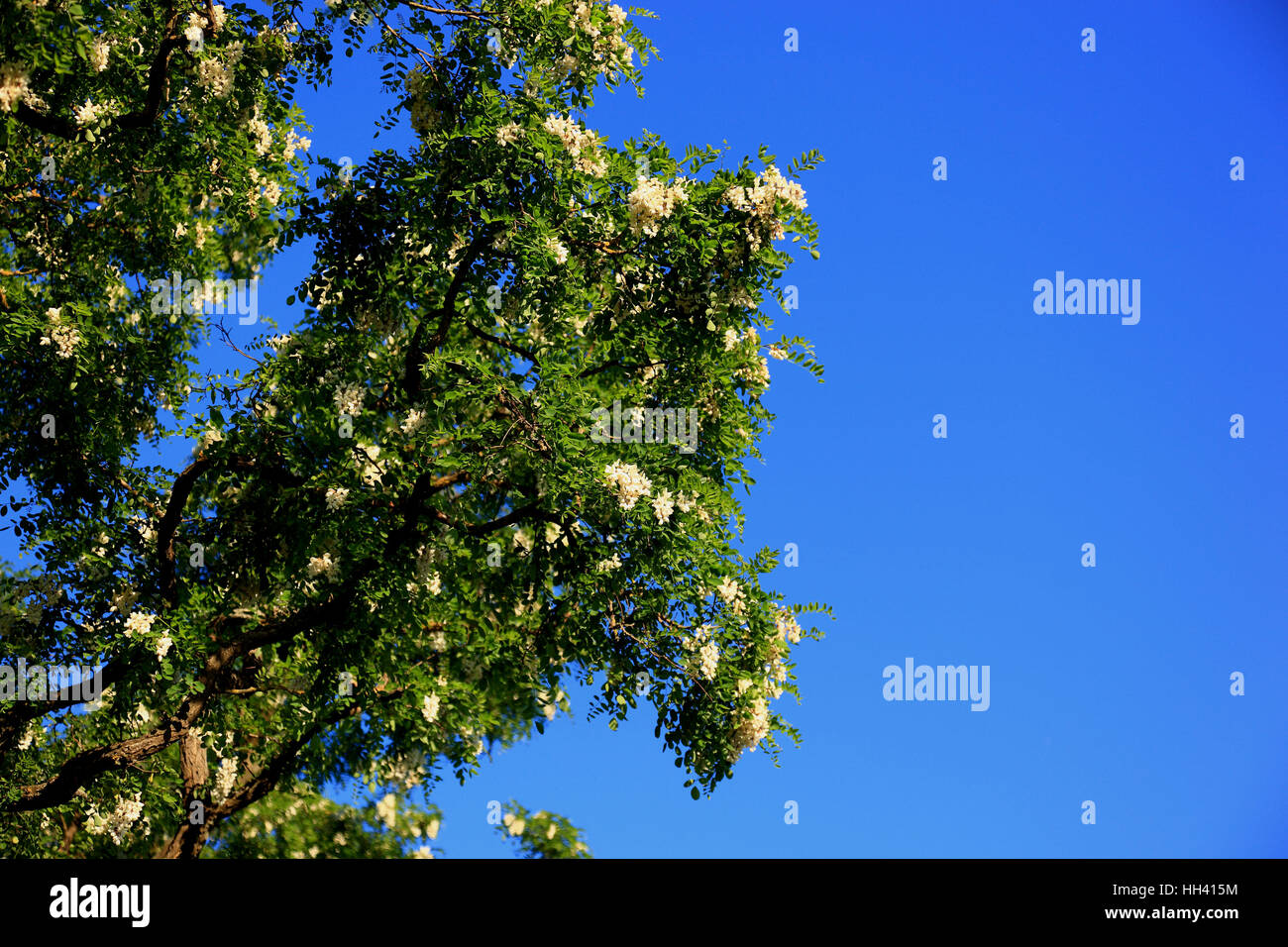 La floraison, Robinia Robinia, commun Robinia pseudoacacia robinier ...