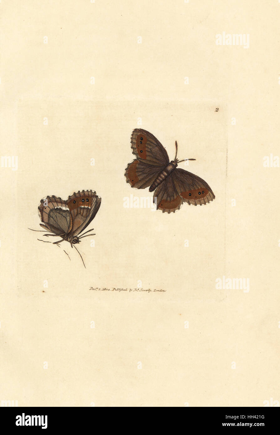 Papilio blandina Banque de photographies et d’images à haute résolution ...