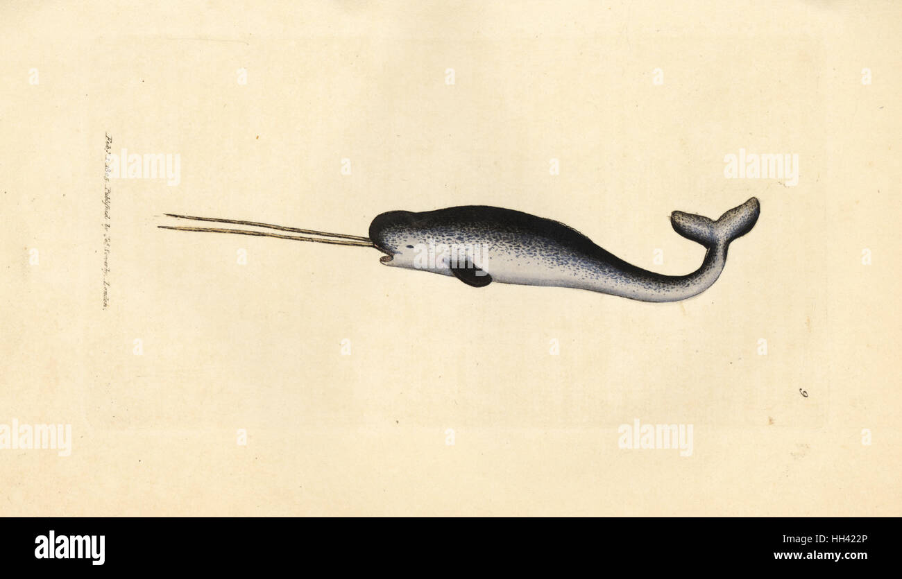 Licorne de mer ou le narval (Monodon monoceros). Rare spécimen avec ...