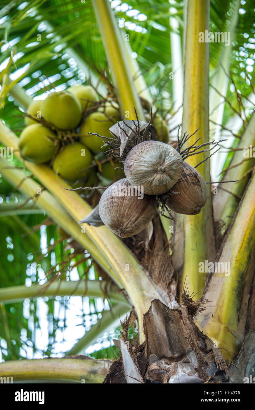 Arbre de la noix de coco avec de la noix de coco marron Photo Stock - Alamy
