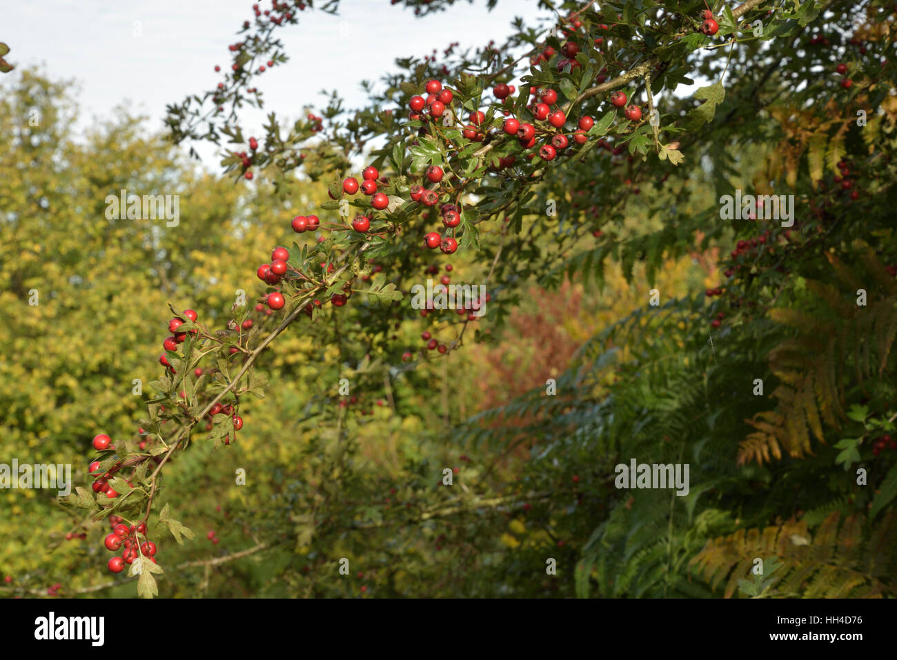 Crataegus monogyna Banque de photographies et d’images à haute ...