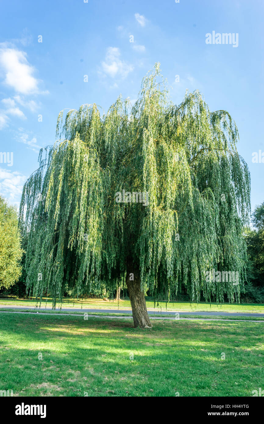 Salix pendula Banque de photographies et d’images à haute résolution ...