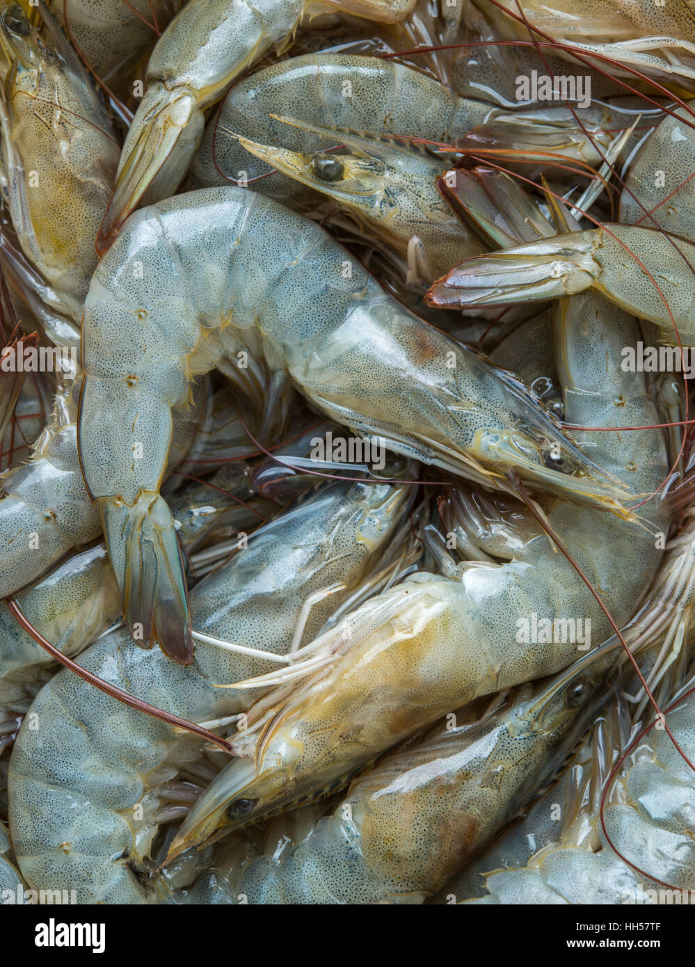 Préparer des crevettes Banque de photographies et d’images à haute ...