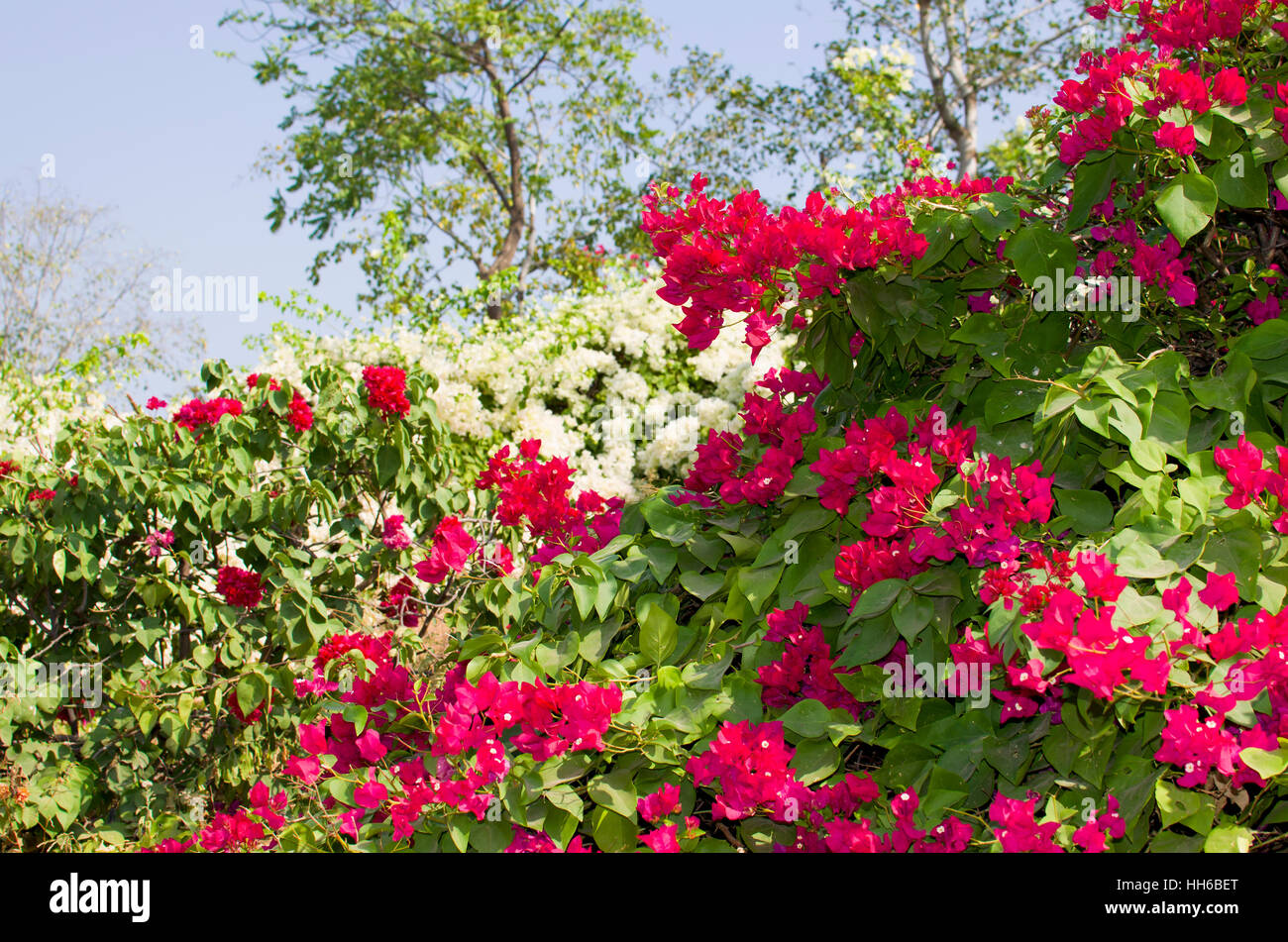 Tropical bush d'Bugenvilliya avec fleurs, tropical, un buisson de ...