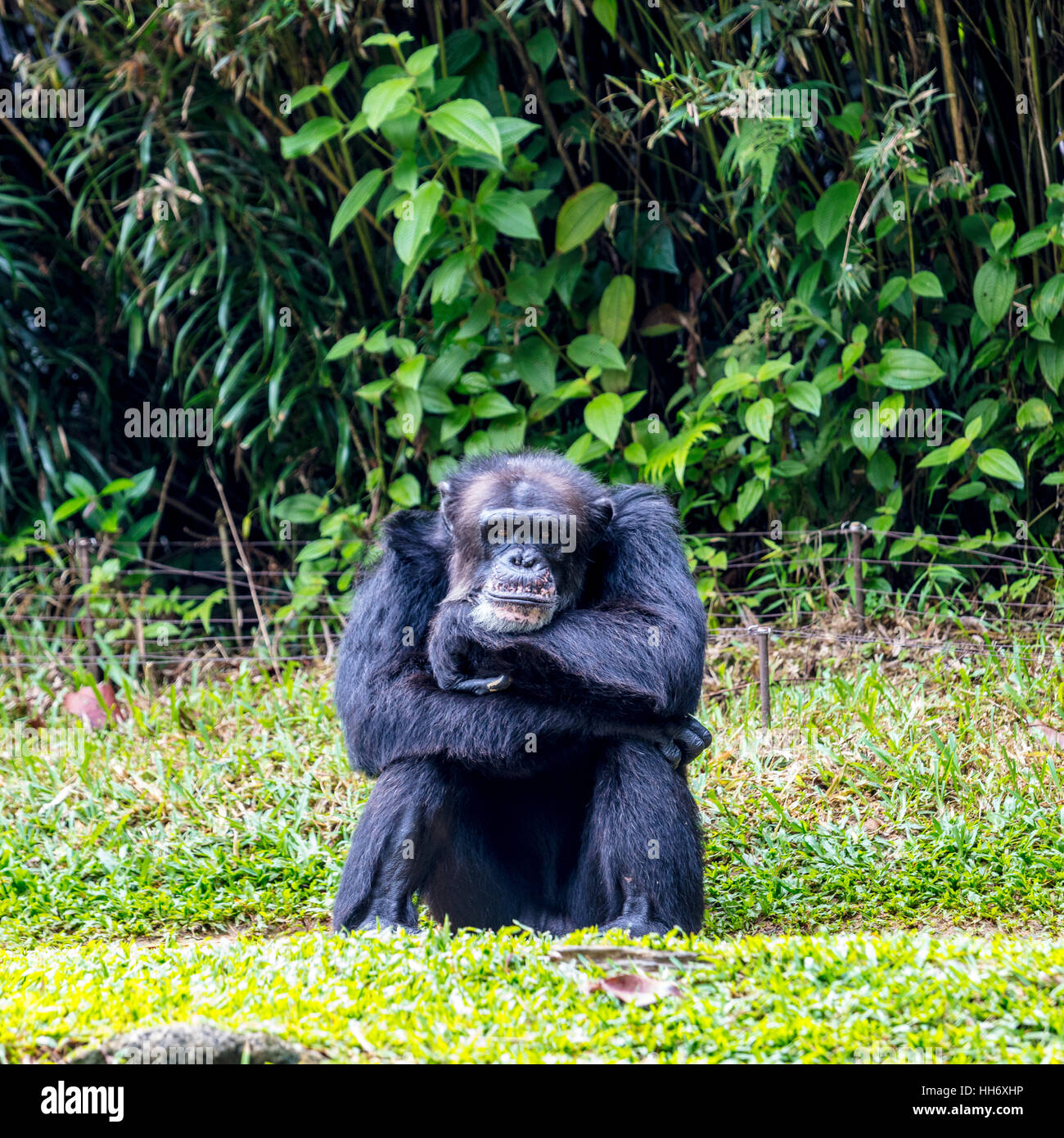 Bonobo ape africa nature wild chimpanzee congo Banque de photographies ...