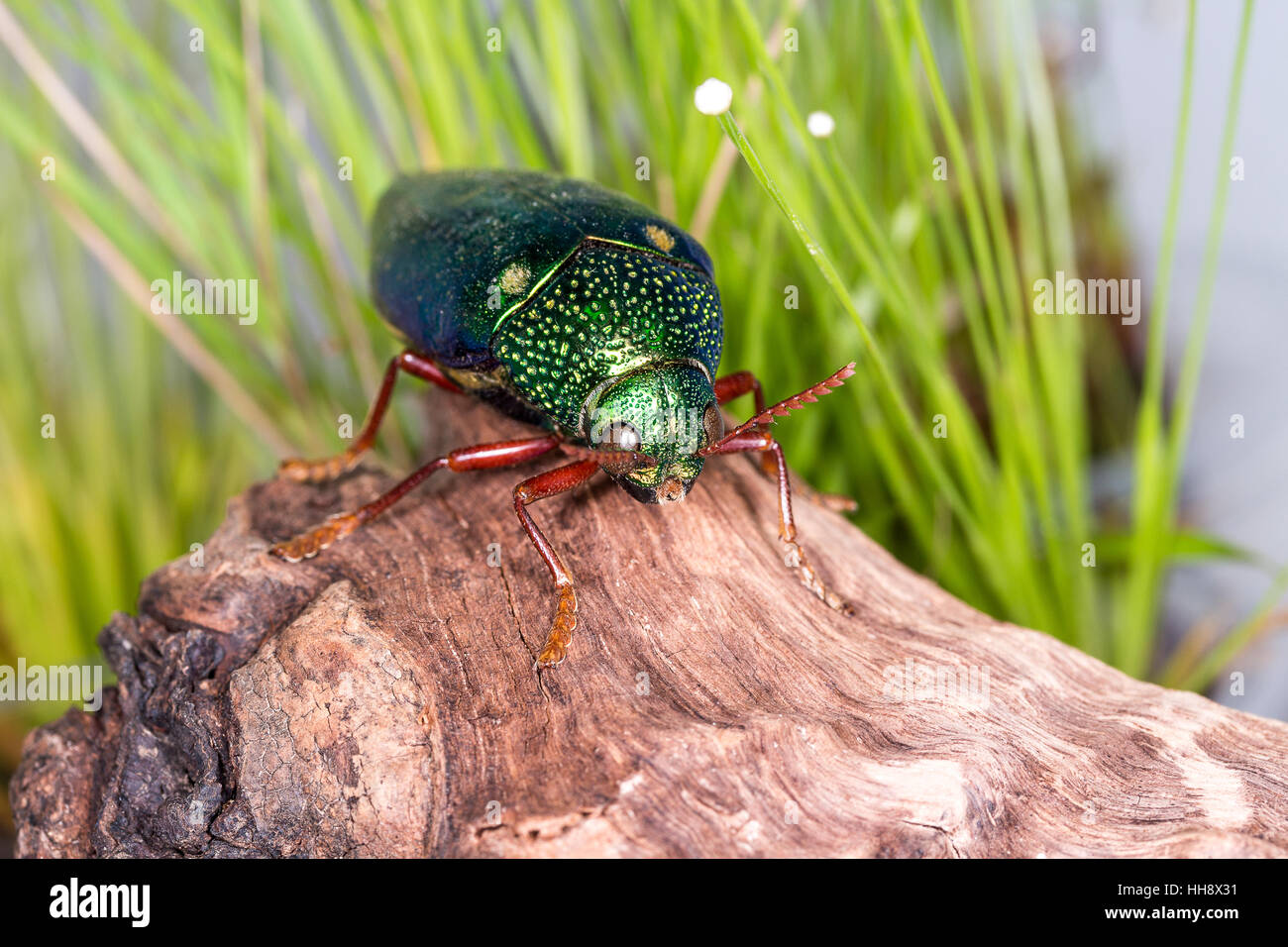 Sternocera ruficornis Banque de photographies et d’images à haute ...