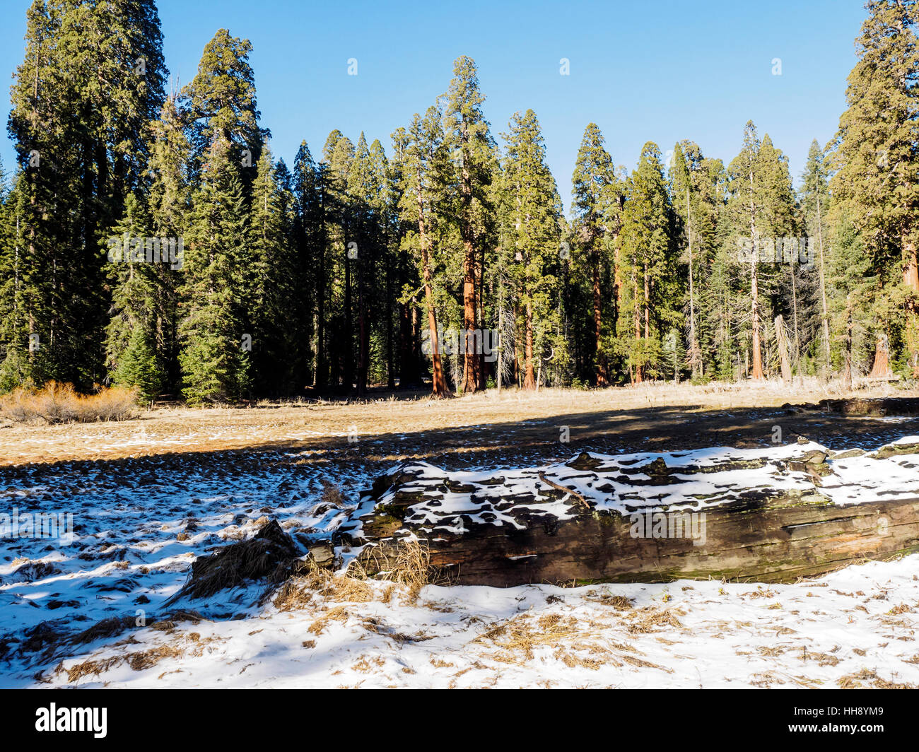 Giant forest Banque de photographies et d’images à haute résolution - Alamy