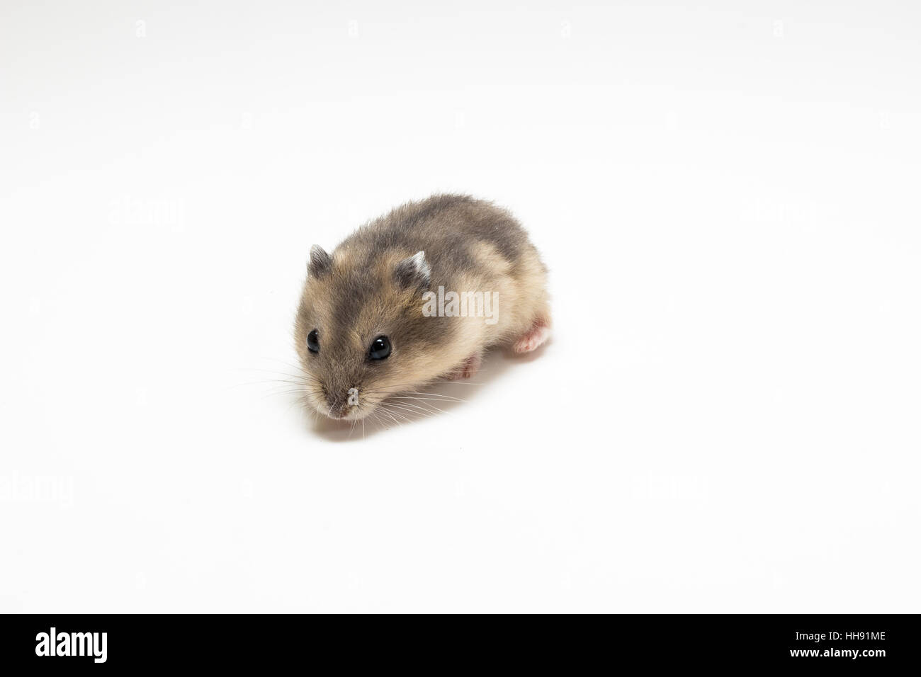 Hamster mignon Banque de photographies et d’images à haute résolution ...