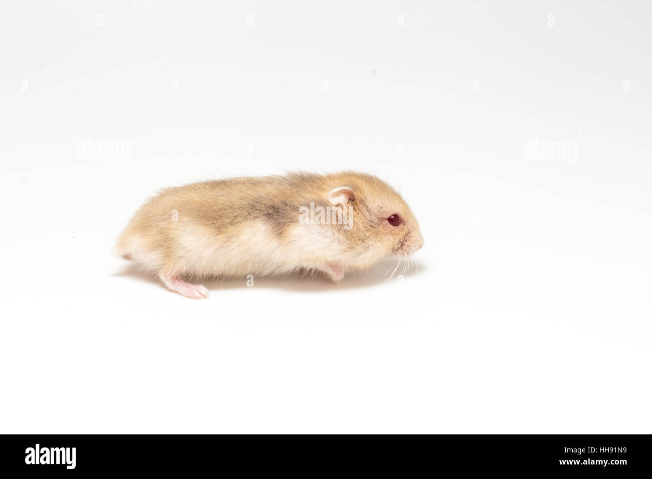 Hamster mignon Banque de photographies et d’images à haute résolution ...