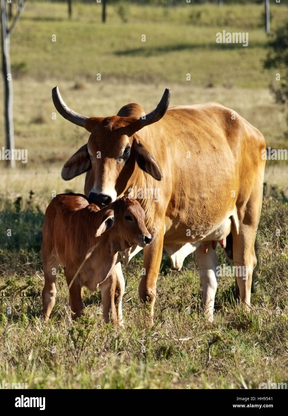 Animal, l'agriculture, de l'agriculture, de la vache, de l'élevage ...