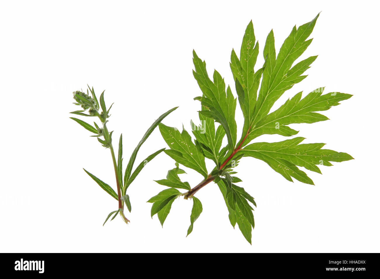 Artemisia vulgaris asteraceae Banque de photographies et d’images à ...