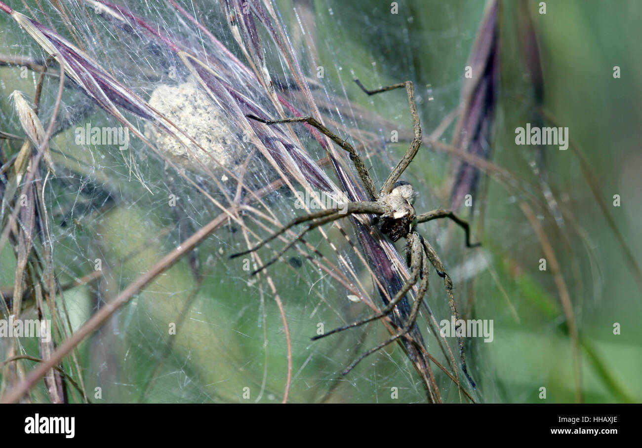 Raubspinne pisaura mirabilis Banque de photographies et d’images à ...