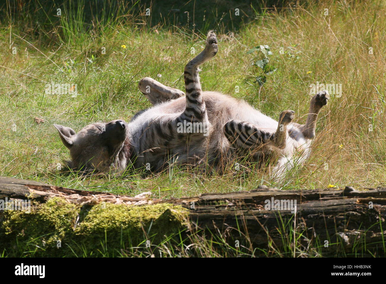 Femme Hyène rayée (Hyaena hyaena), roulant sur son dos dans l'herbe ...