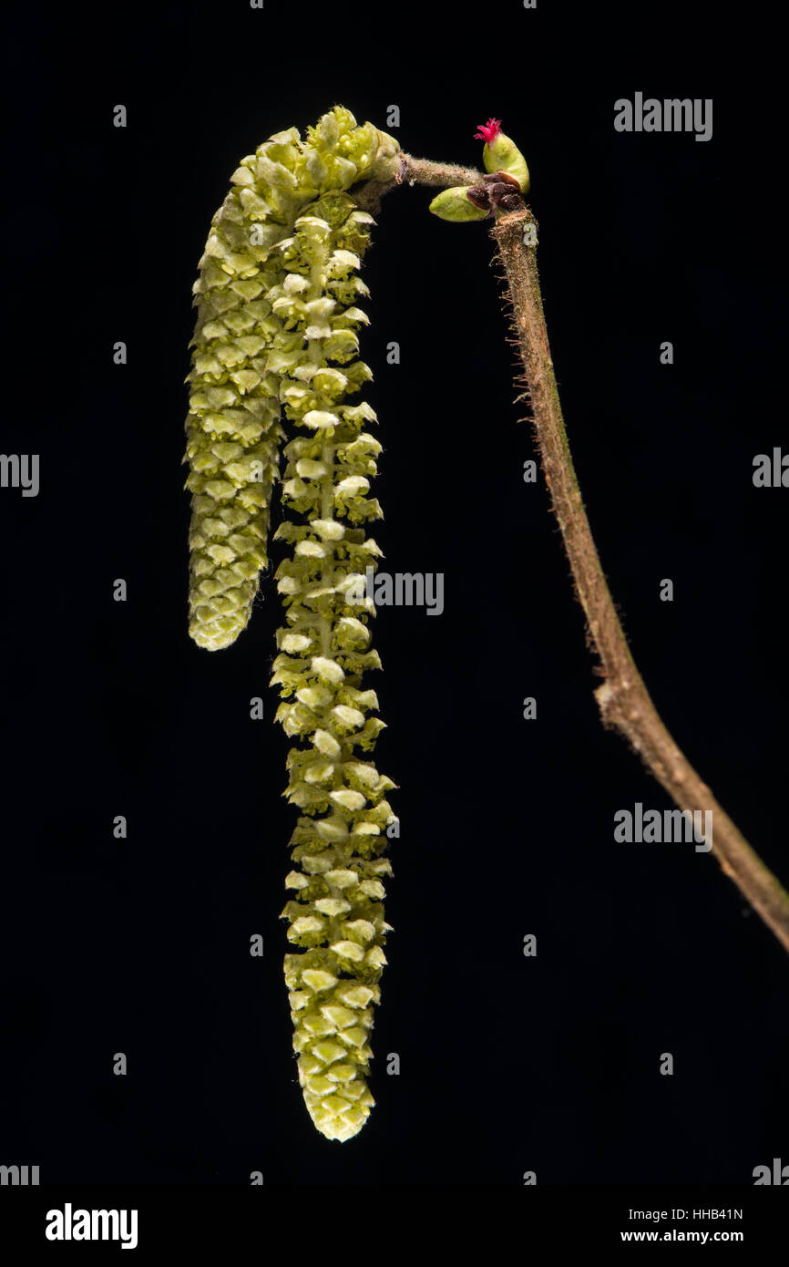 Chatons mâles femelles et de noisetiers (Corylus avellana). Arbuste à ...