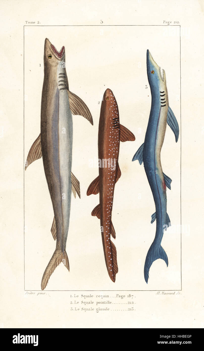 Grand requin blanc (Carcharodon carcharias, requin nourrice ...